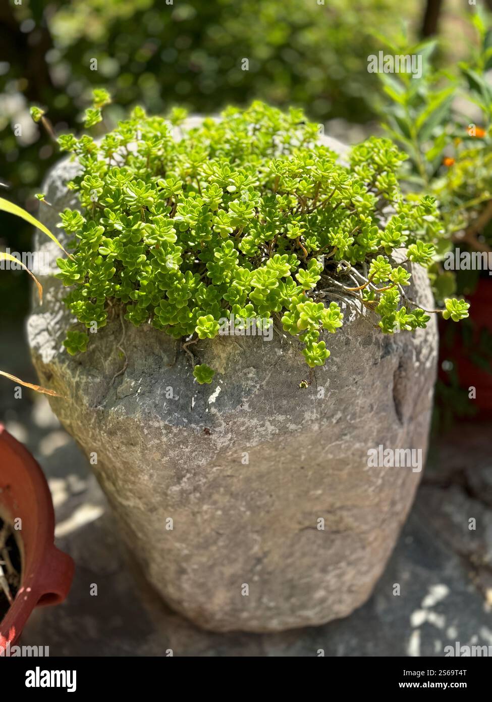 A large hollow stone is curiously used as a plant pot - Τhe concept of ...