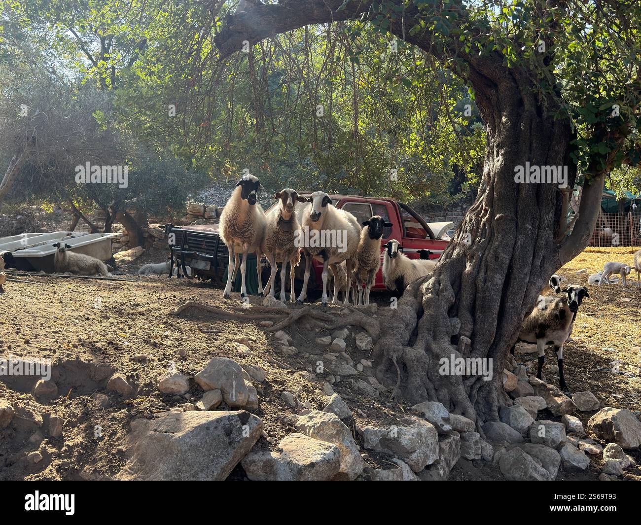A flock of curious sheep in a funny pose for the camera under an olive ...