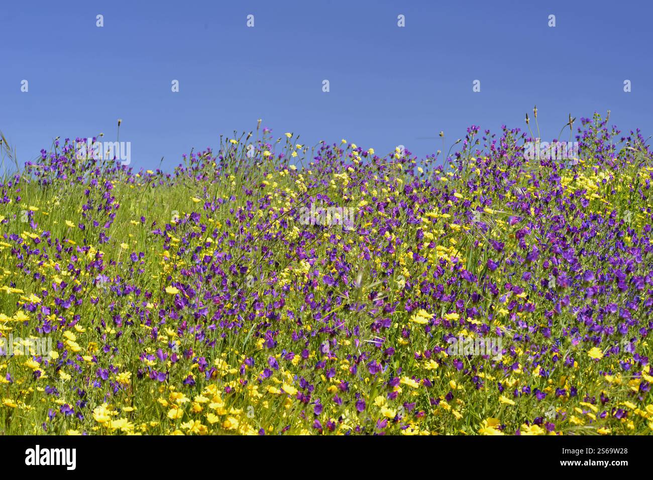Spring landscape with viper's bugloss among yellow wildflowers Stock ...