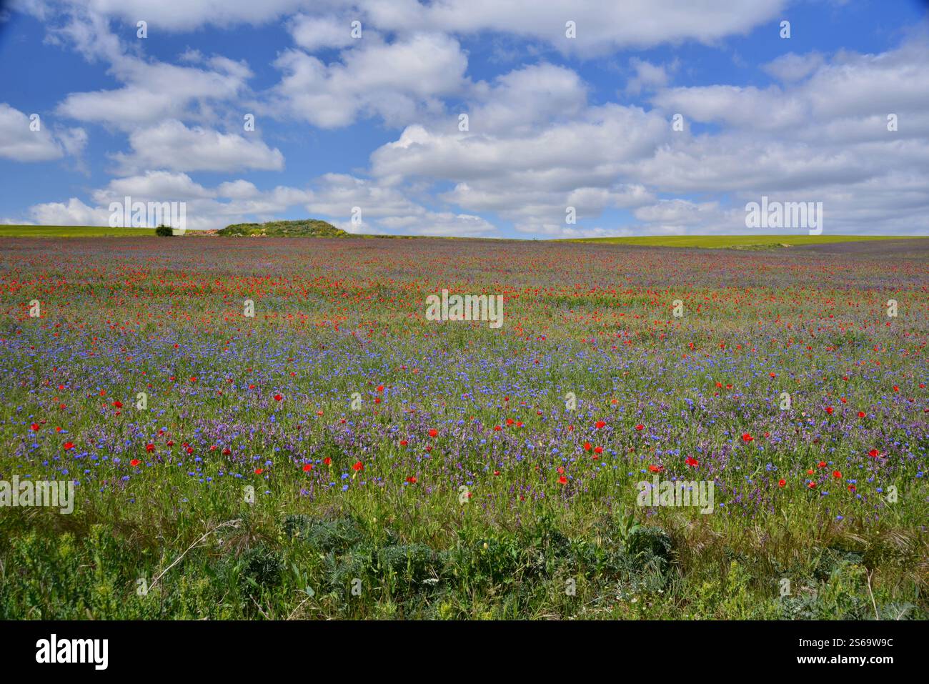 Colourful fields and cumulus clouds in the Castilian Spring Stock Photo ...