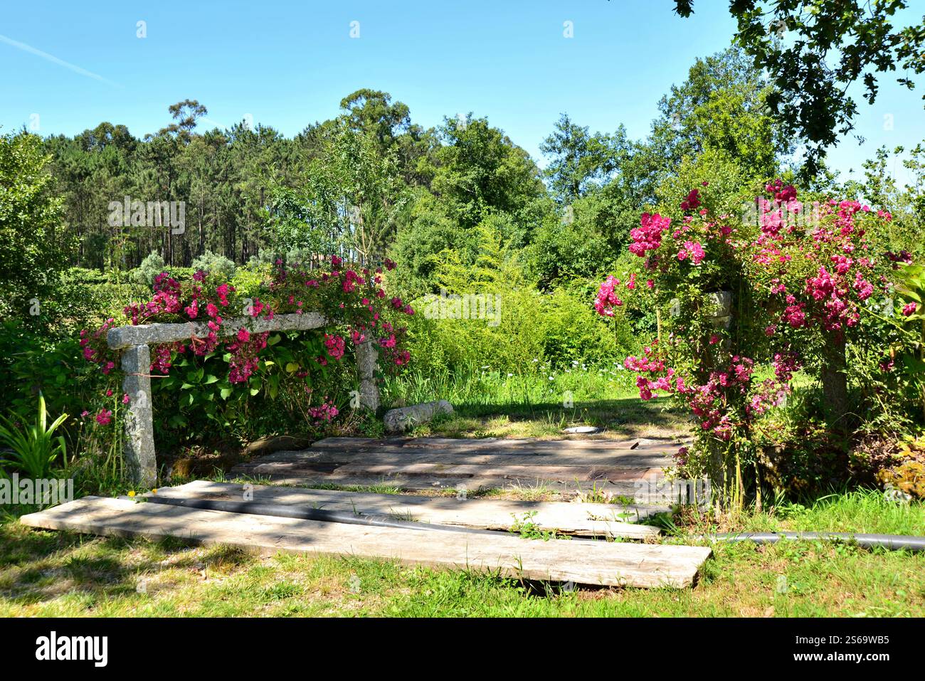Garden passage with sides of wild roses in bloom Stock Photo - Alamy