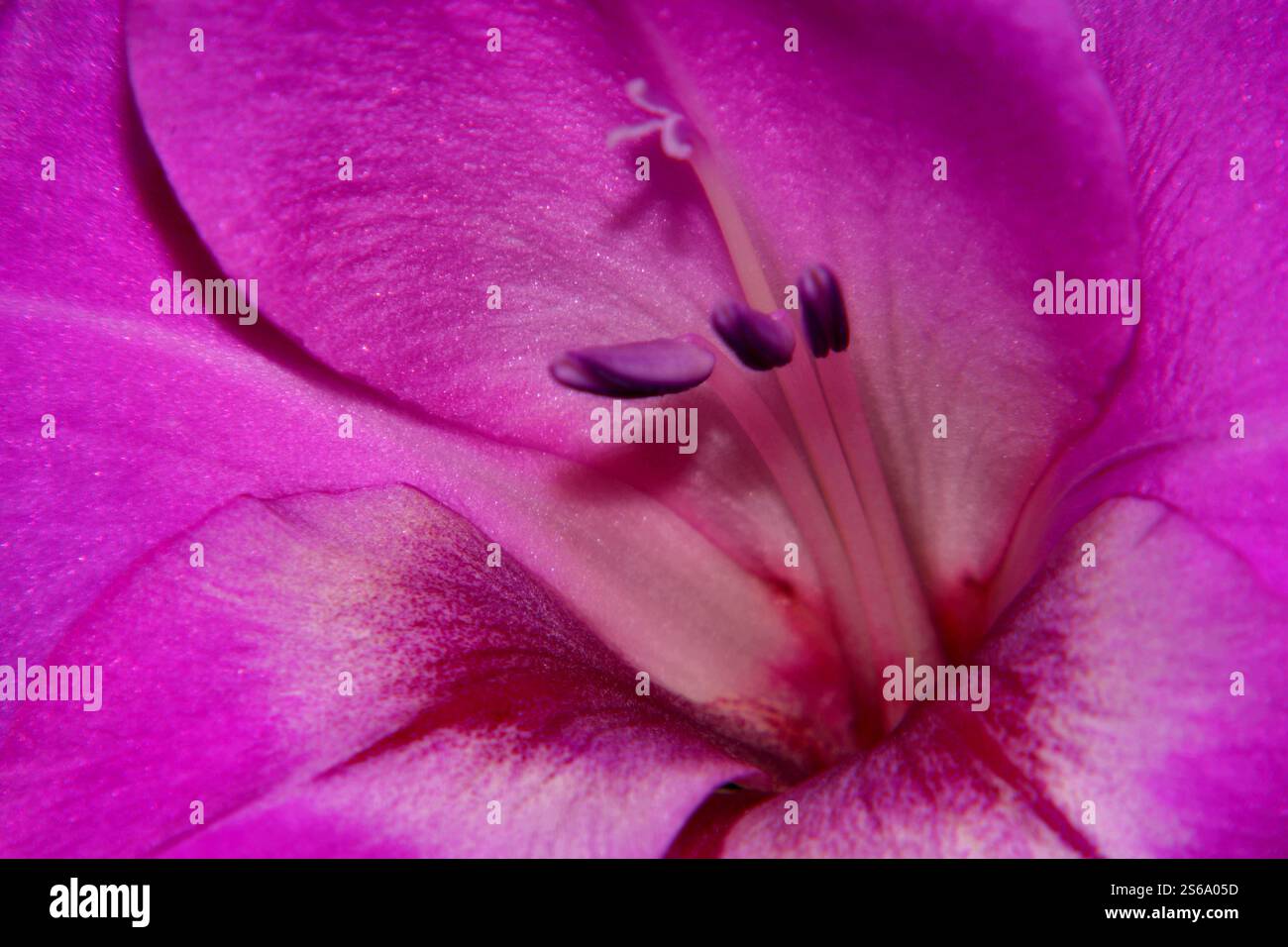 Detail of pink gladiolus flower with pistil and stamens Stock Photo - Alamy
