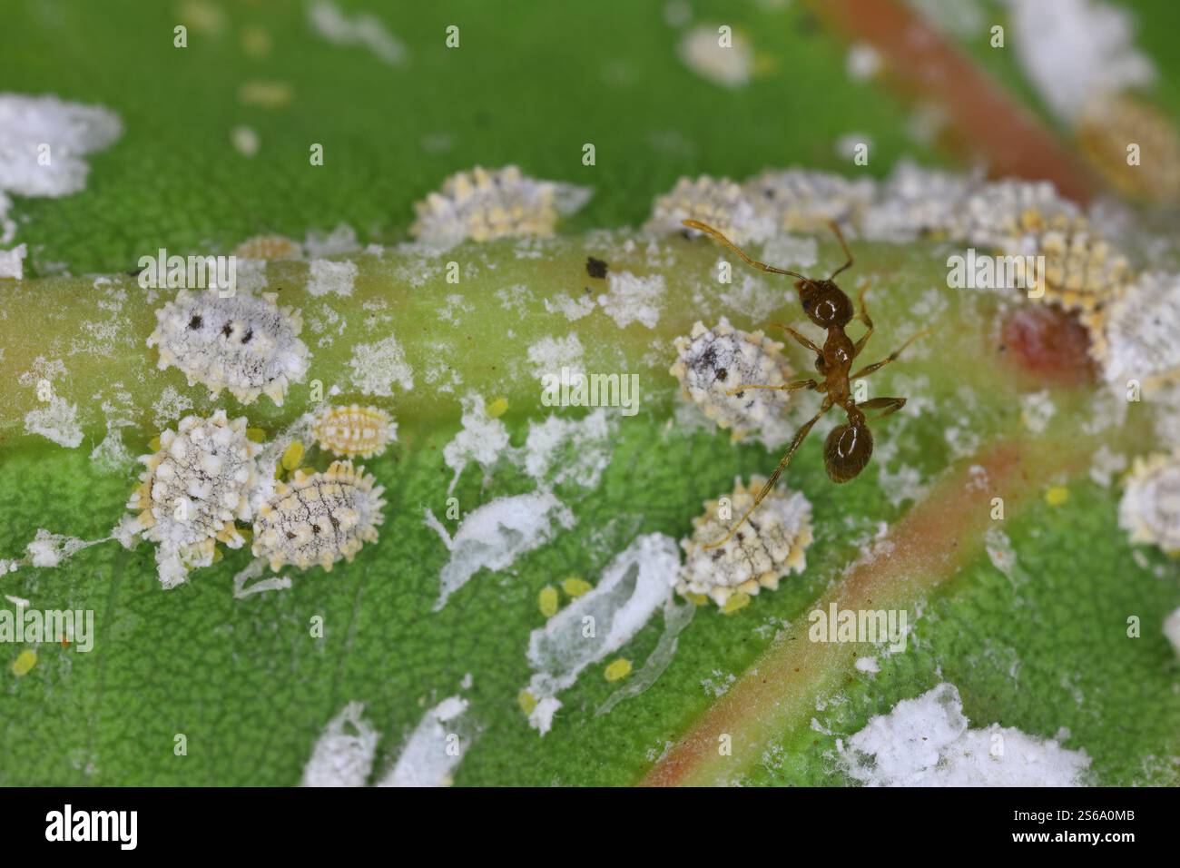 Mealybug planococcus citrus dangerous hi-res stock photography and ...