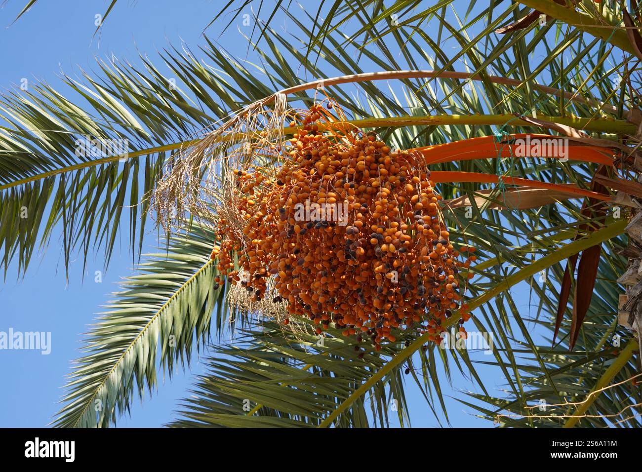Date palm, in Latin called Phoenix dactylifera with ripe fruits hanging ...