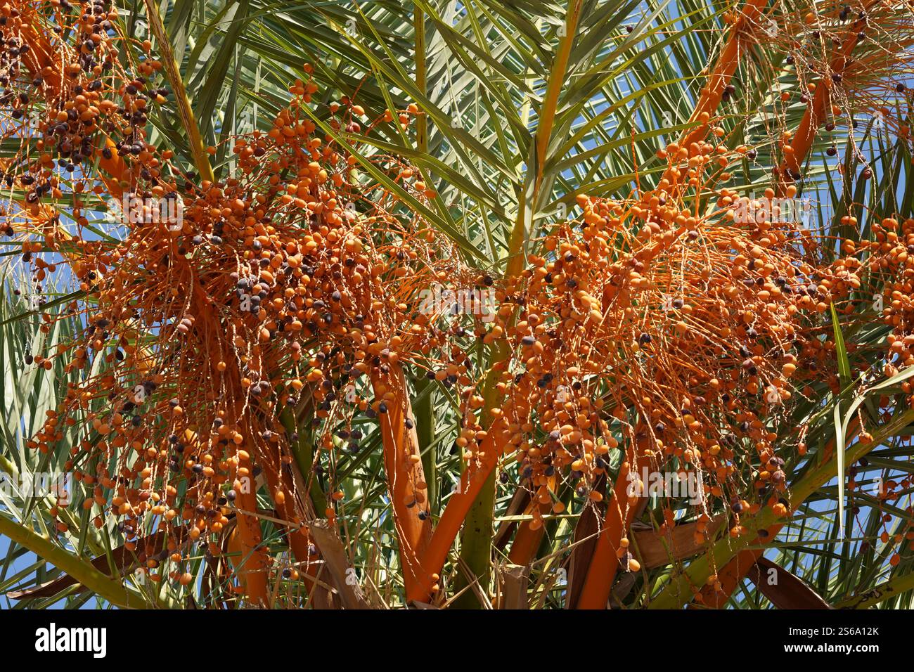 Date palm, in Latin called Phoenix dactylifera with ripe fruits hanging ...