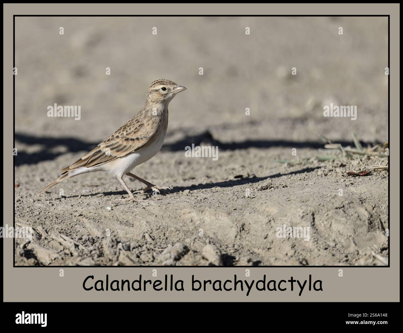 Greater Short-toed Lark -Calandrella brachydactyla- Walking on Dry Soil ...