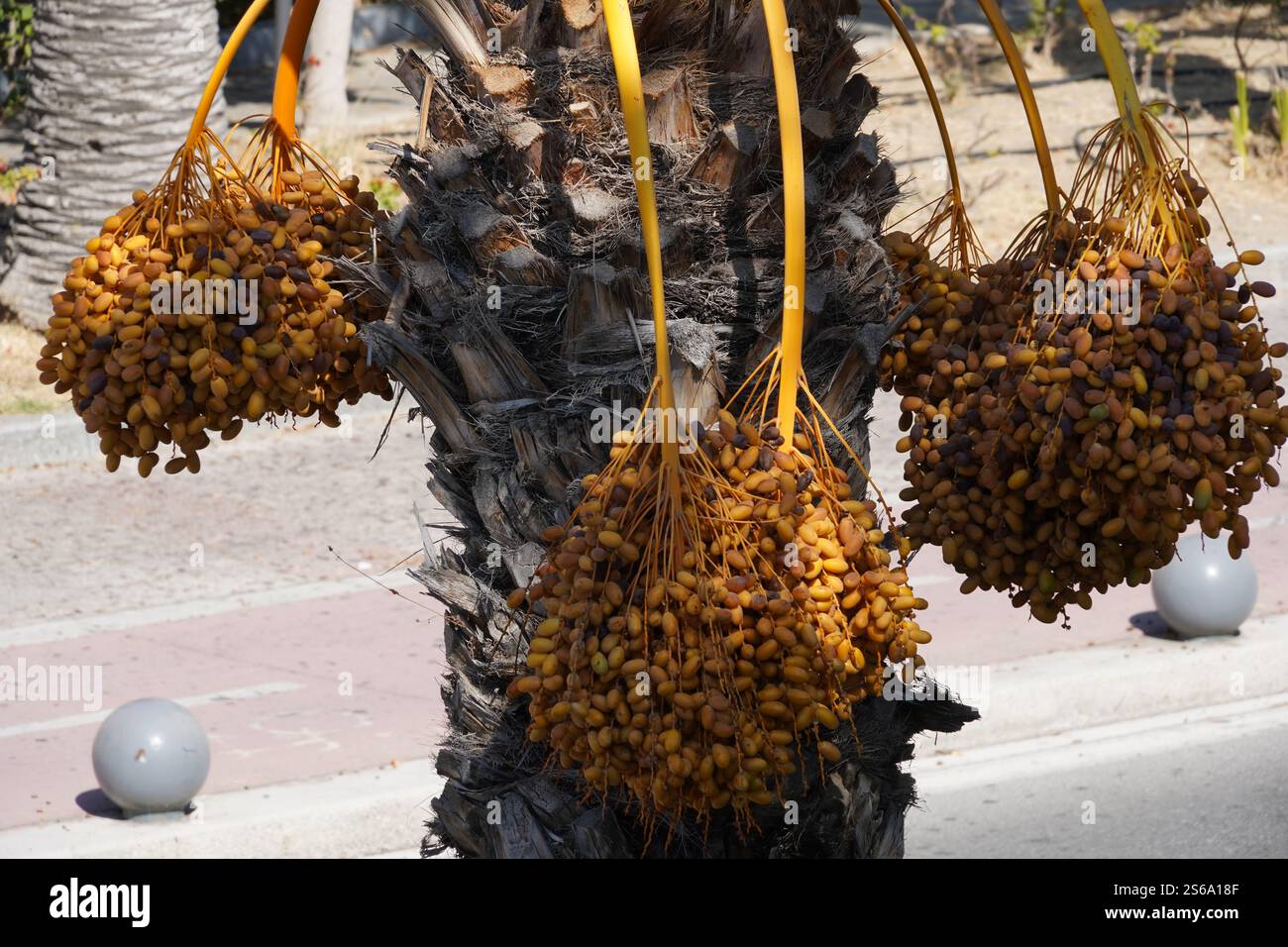 The date palm, known in Latin as Phoenix dactylifera, is adorned with ...