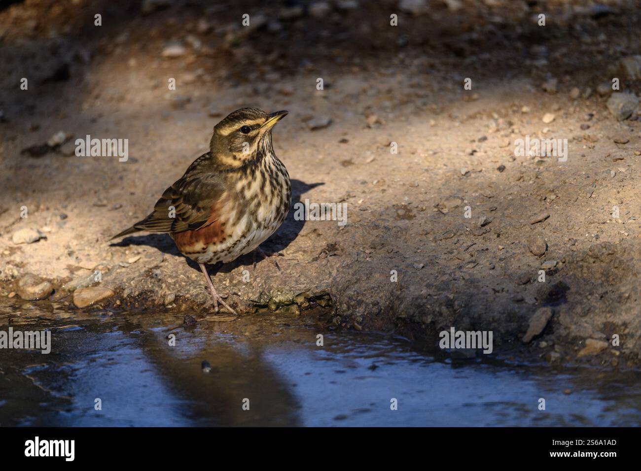 Redwing bird near a small puddle of water in a natural environment ...
