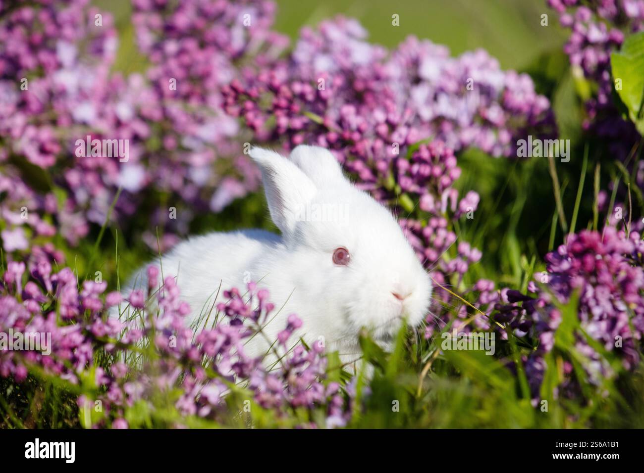 cute white rabbit among spring lilac flowers Stock Photo - Alamy