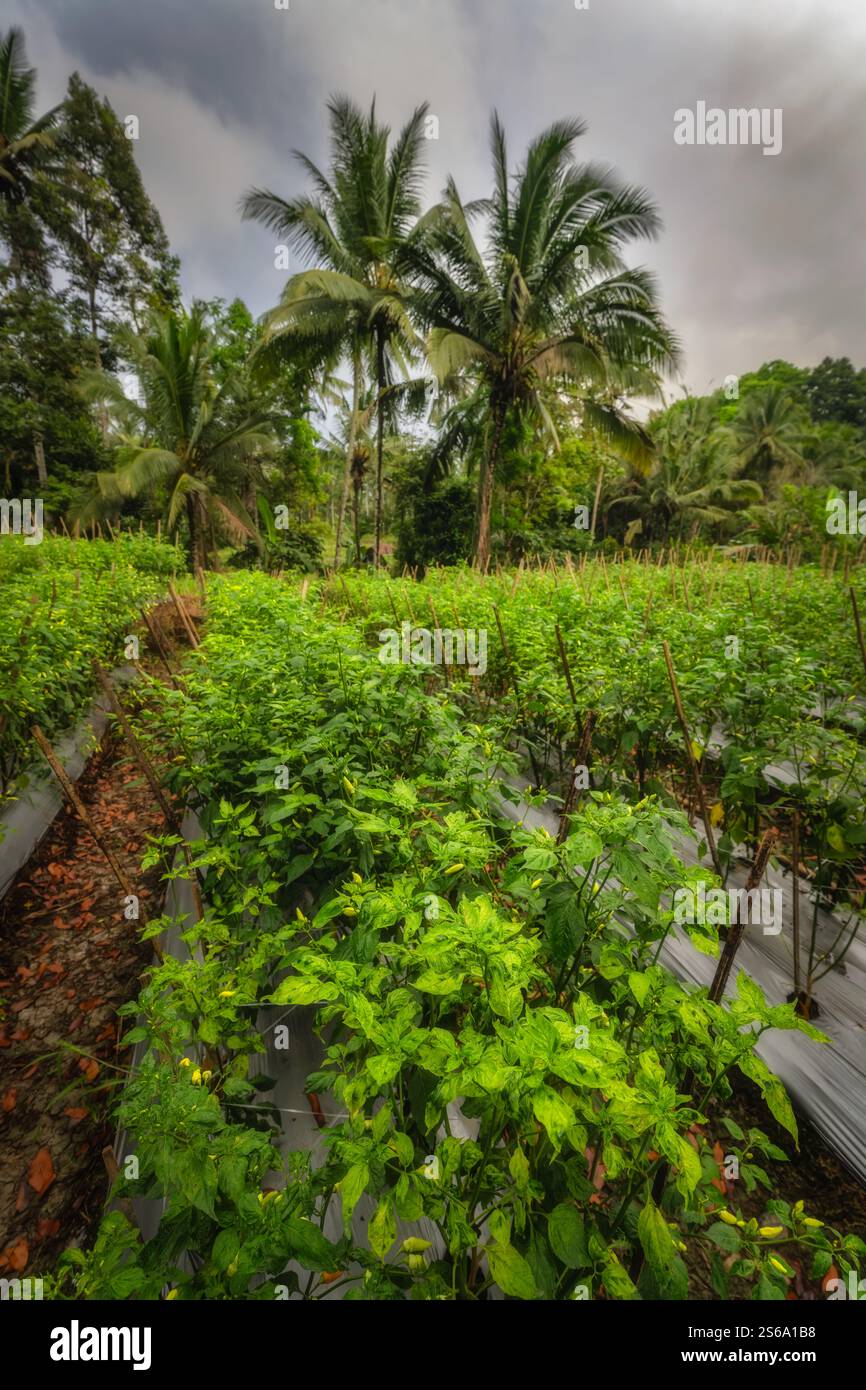 A vibrant agricultural landscape features lush green chili pepper crops ...
