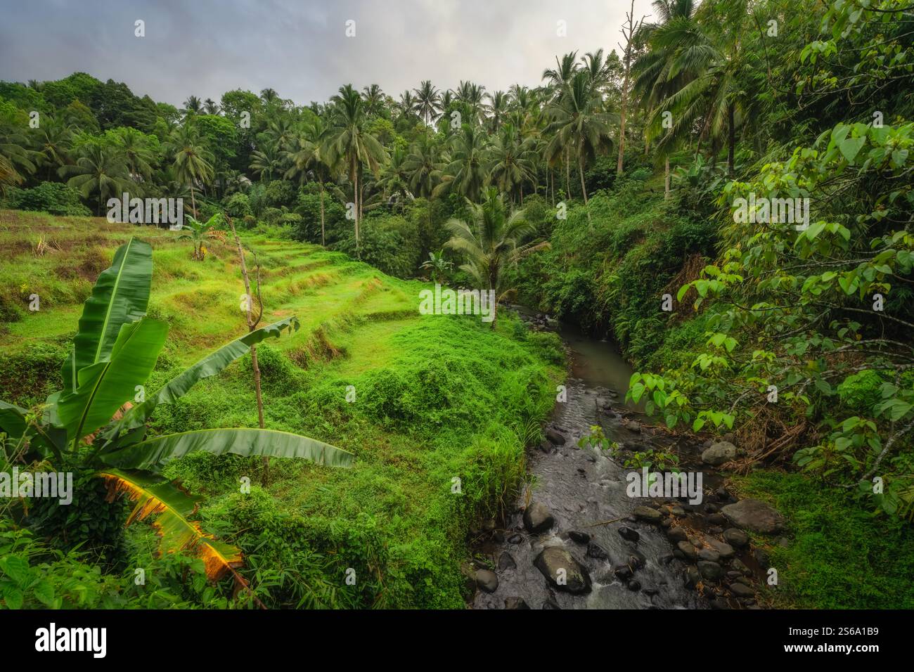 A serene and tranquil view of a vibrant tropical landscape, showcasing ...