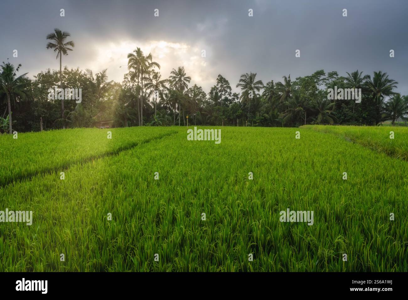 A vibrant and colorful rice field beautifully captures the stunning ...