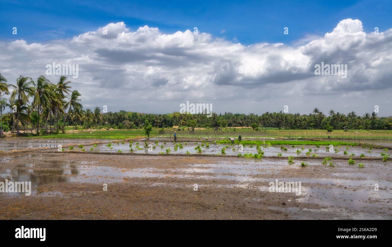 A beautifully serene landscape showcases workers on vibrant rice fields ...