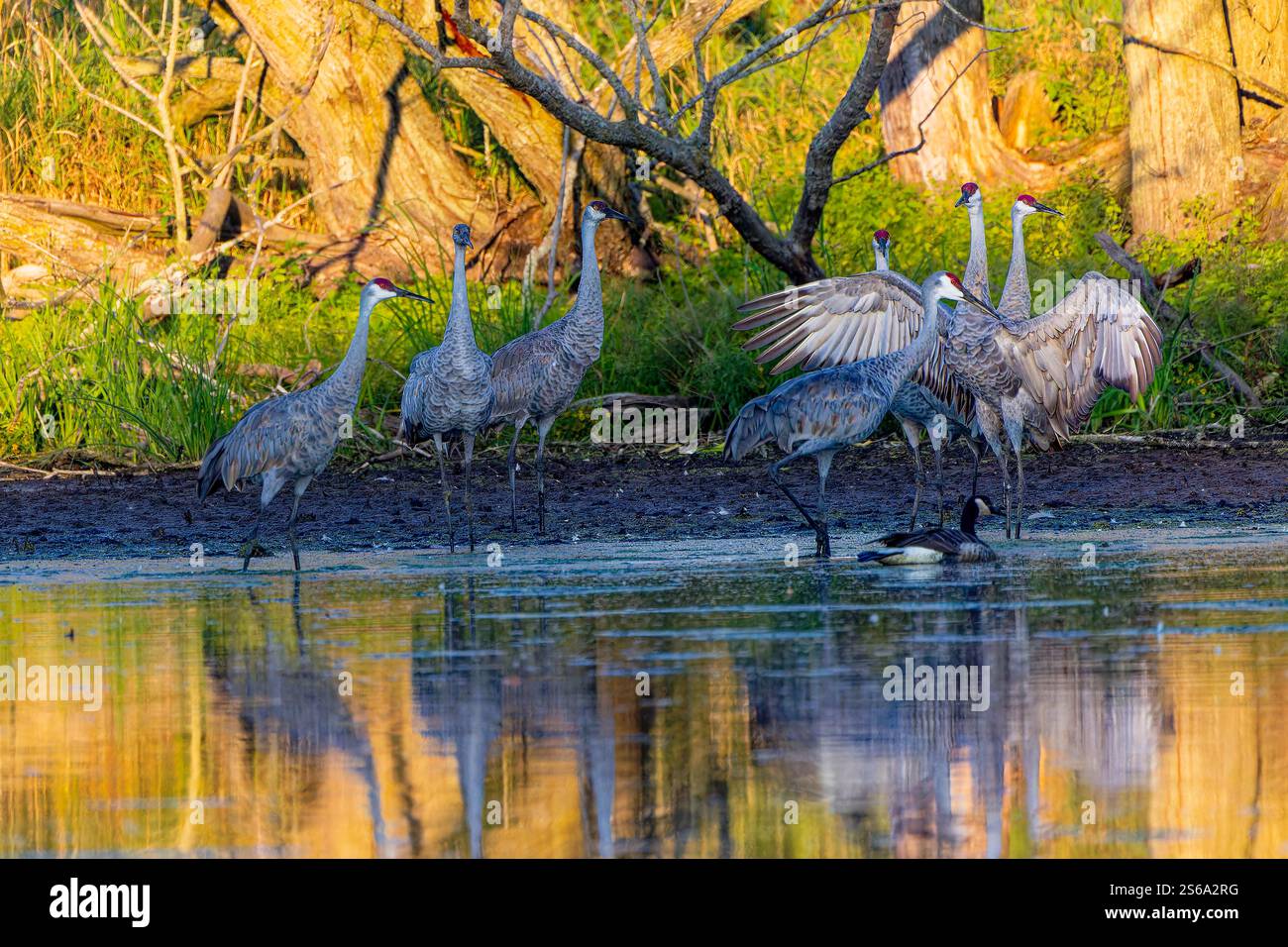 The sandhill cranes (Antigone canadensis) on the river . Native ...