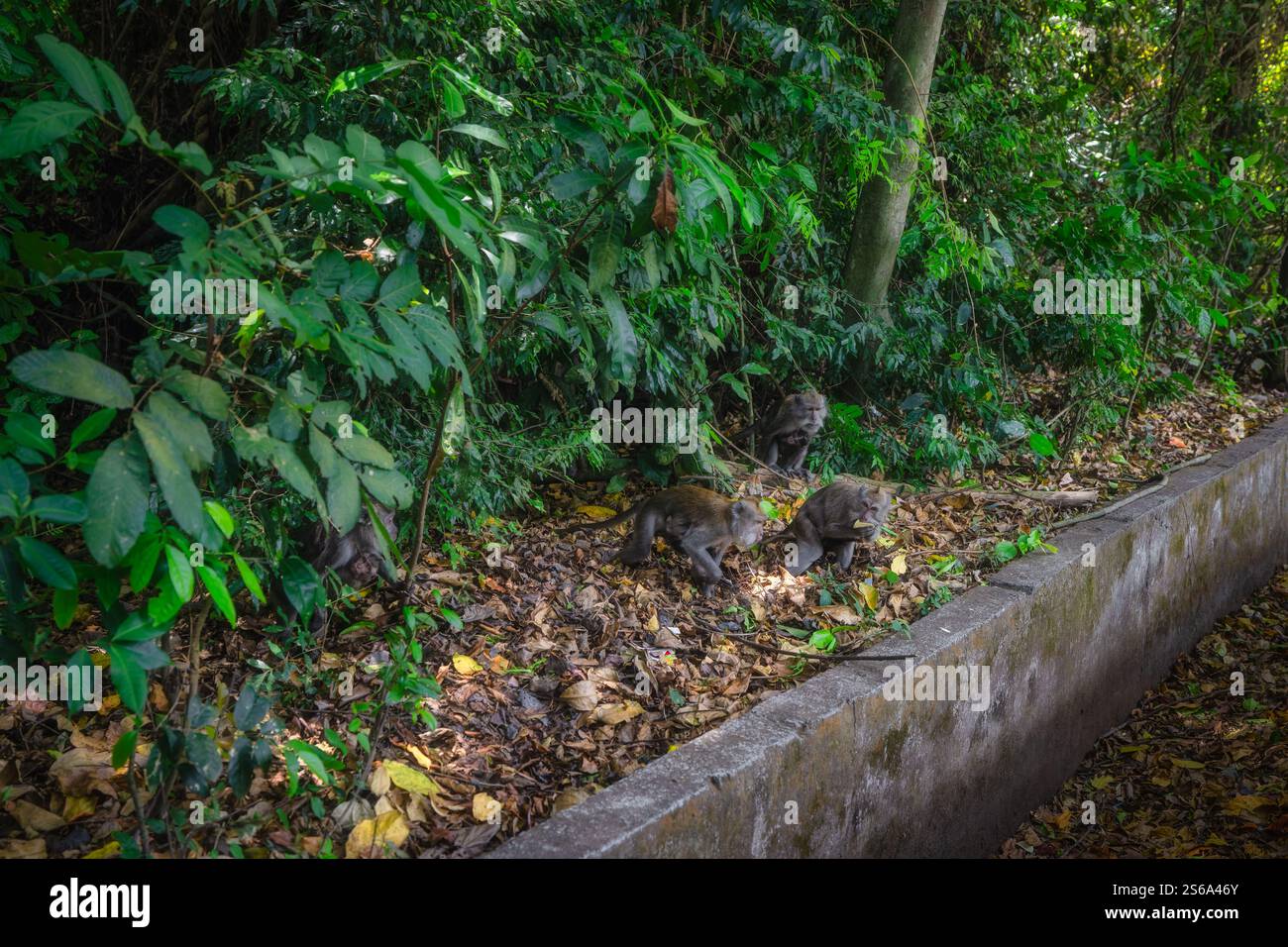A tranquil view highlights the incredible diversity of jungle wildlife ...