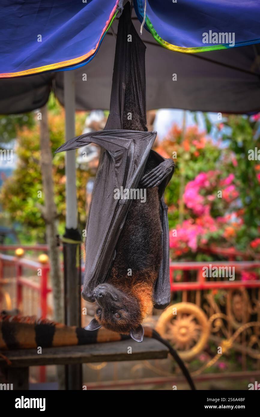A truly unique and fascinating view of a giant bat hanging upside down ...
