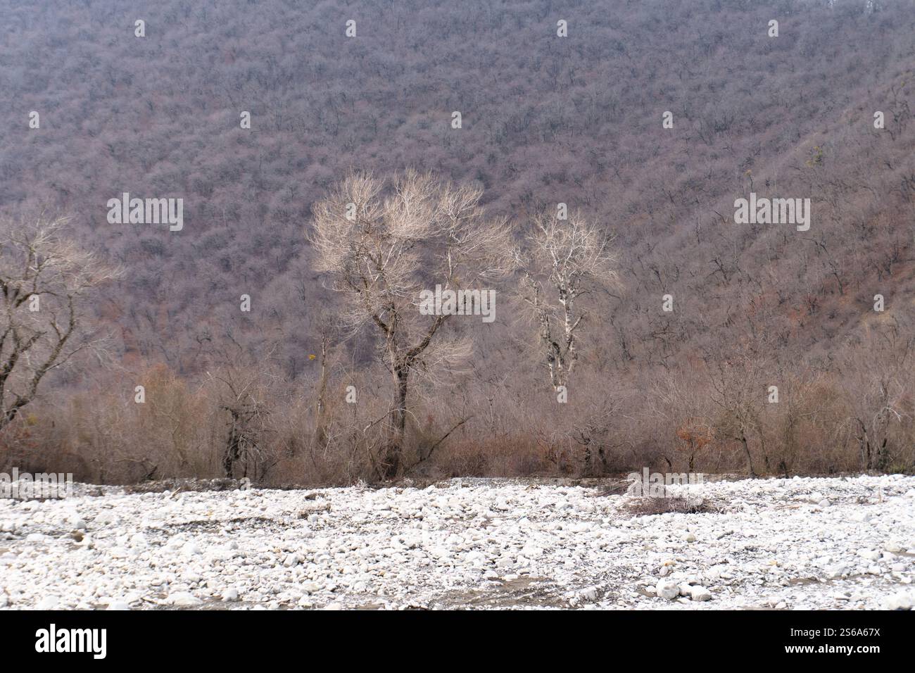 Azerbaijan tree hi-res stock photography and images - Alamy