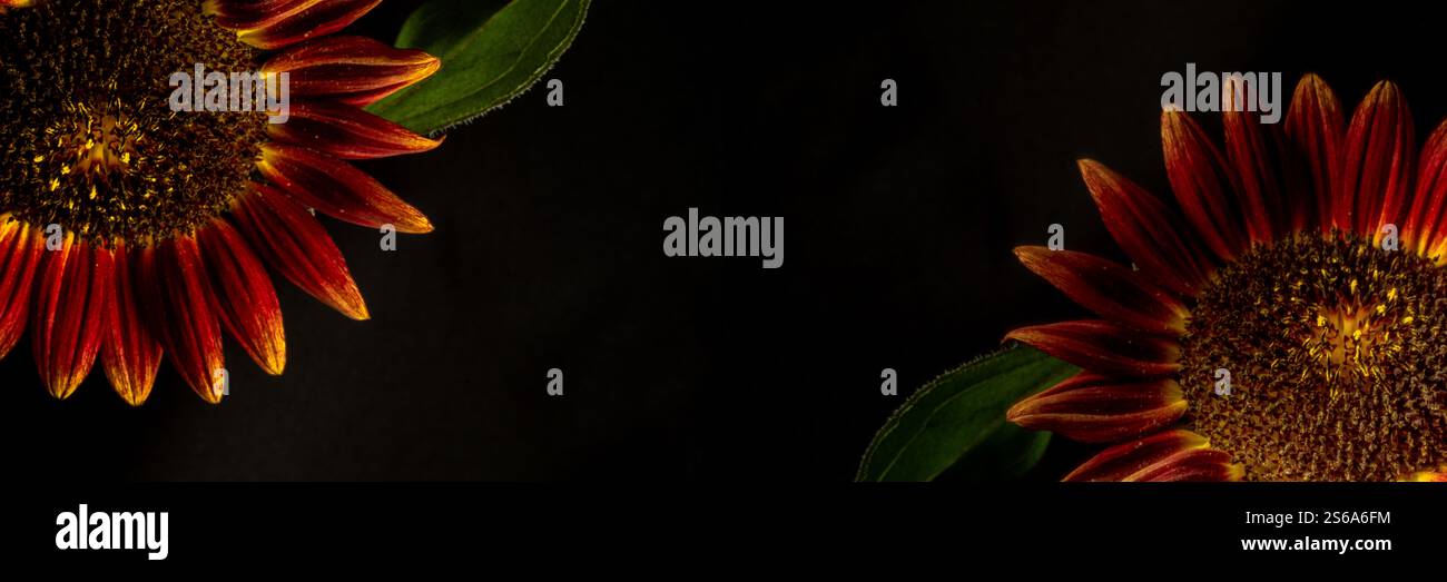 Banner. two Red sunflowers on a black background on the left and right ...