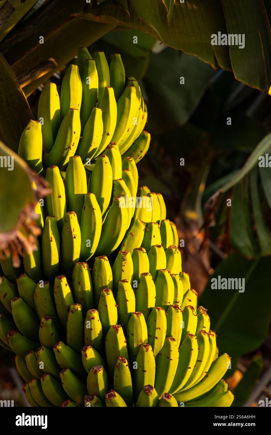 Large banana plant in the evening sunlight Stock Photo - Alamy