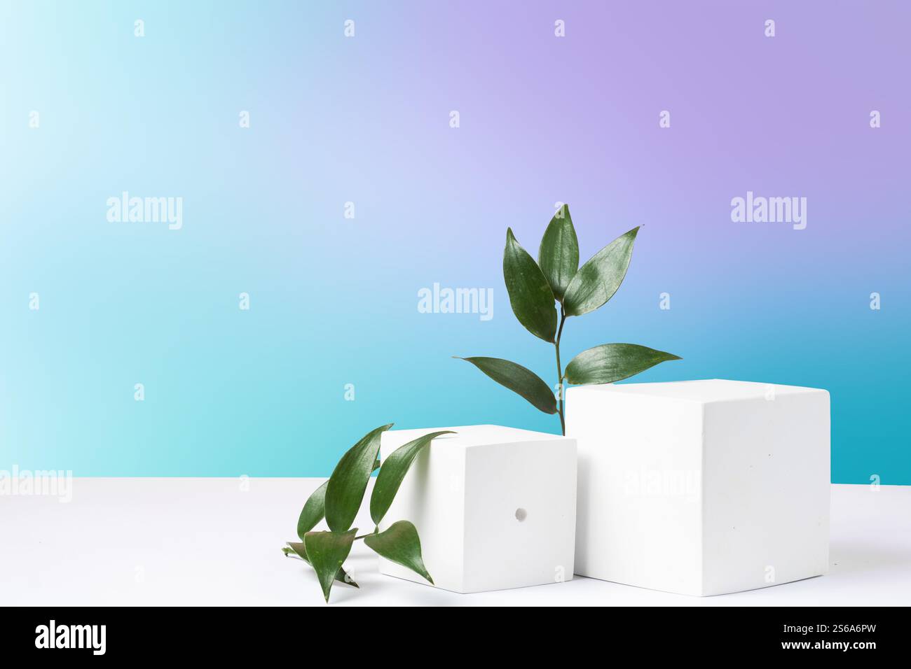 Cosmetic soft blue background with geometric shapes and a ruskus branch ...