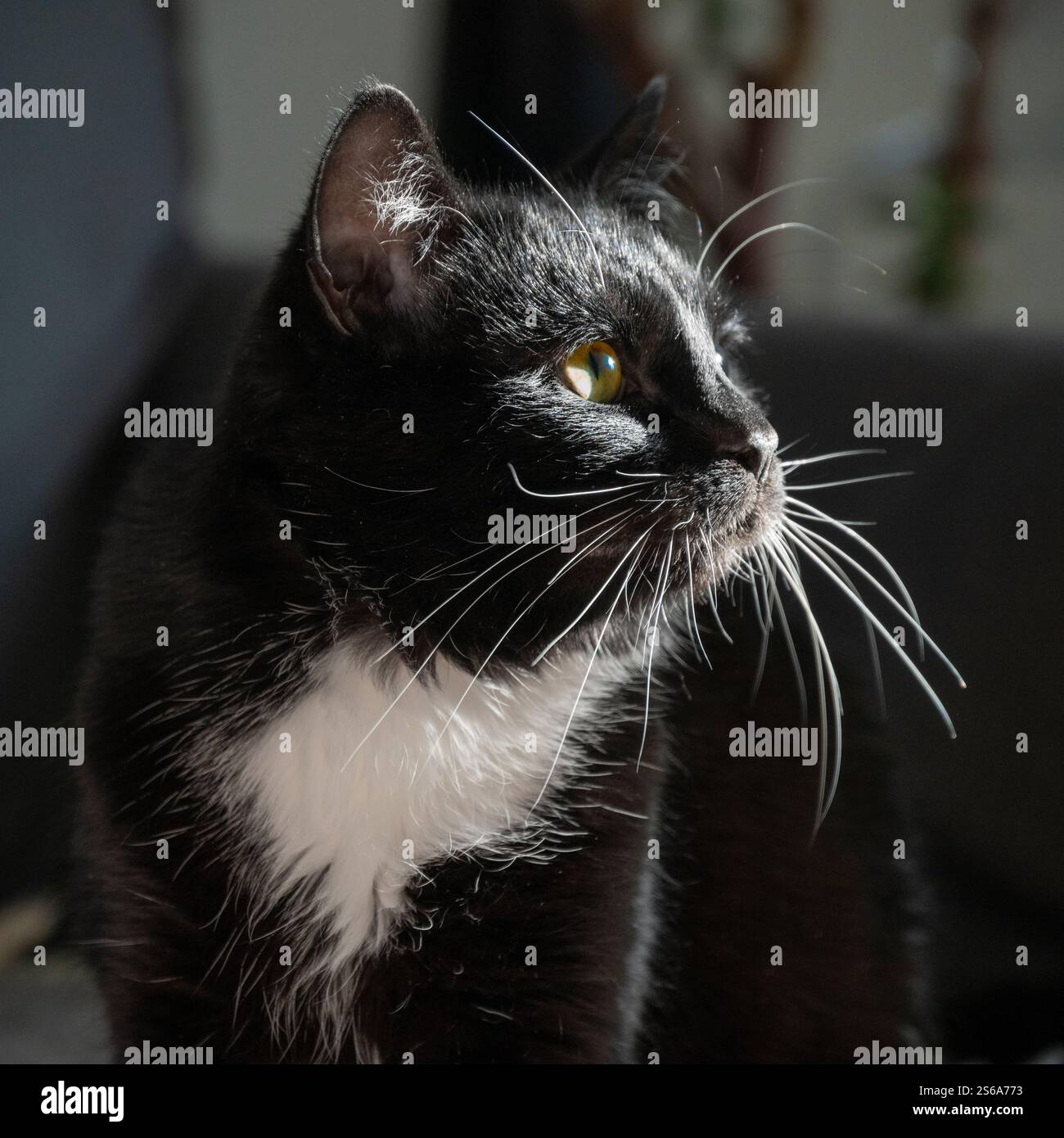 Black and white Tuxedo house cat backlit by sunlight Stock Photo - Alamy