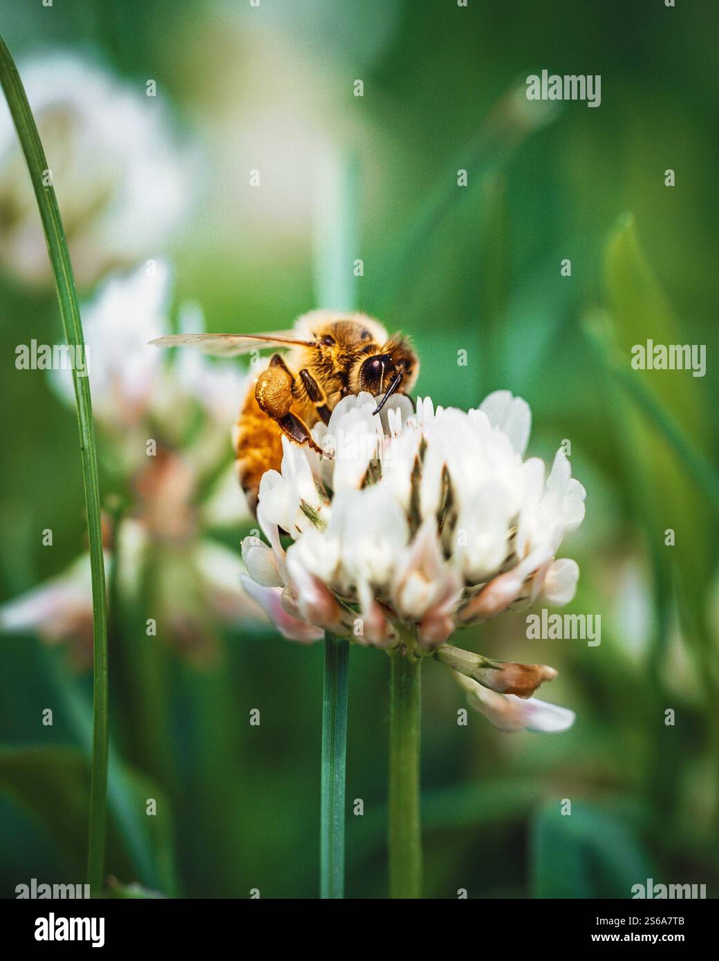 Honeybee collecting nectar from hi-res stock photography and images - Alamy