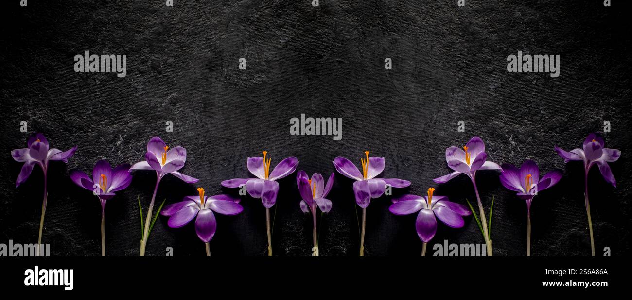 Panorama spring flowers. flower frame of saffron on a black background ...