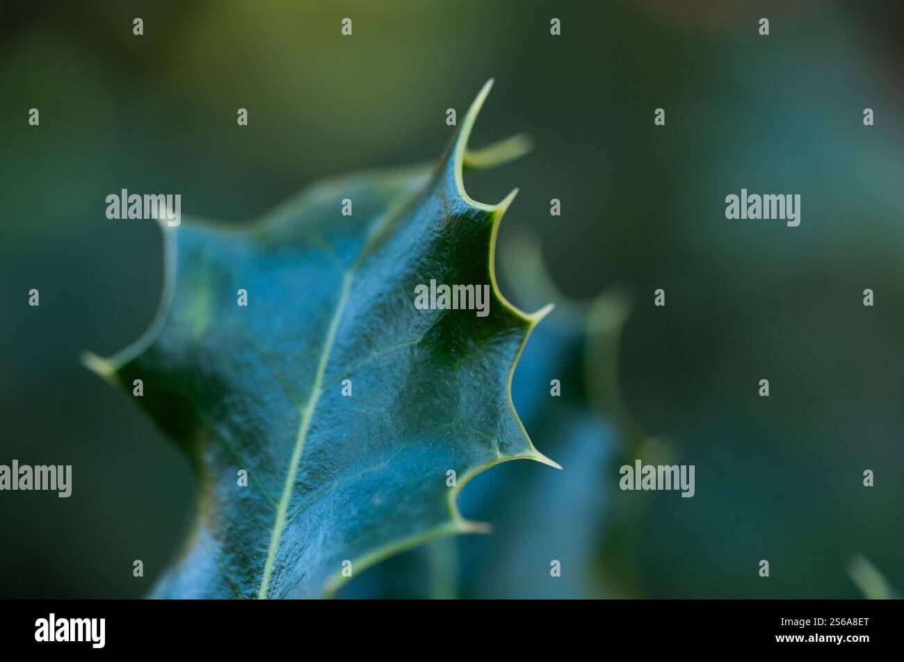 Detail of a holly leaf with selective focus. The green forest ...