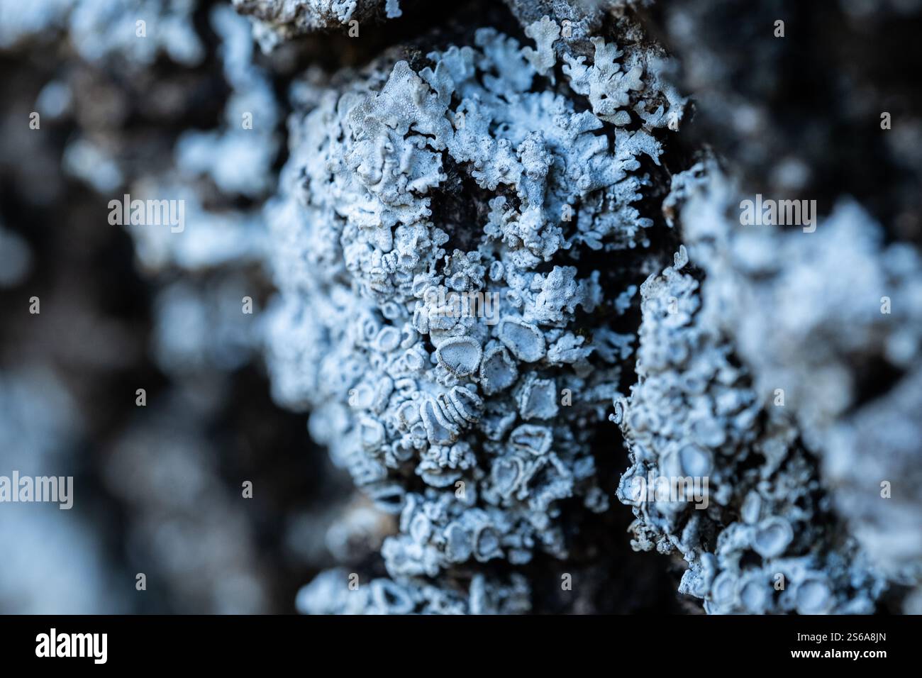 Detail of a lichen structure growing on the trunk of a tree. It is a ...