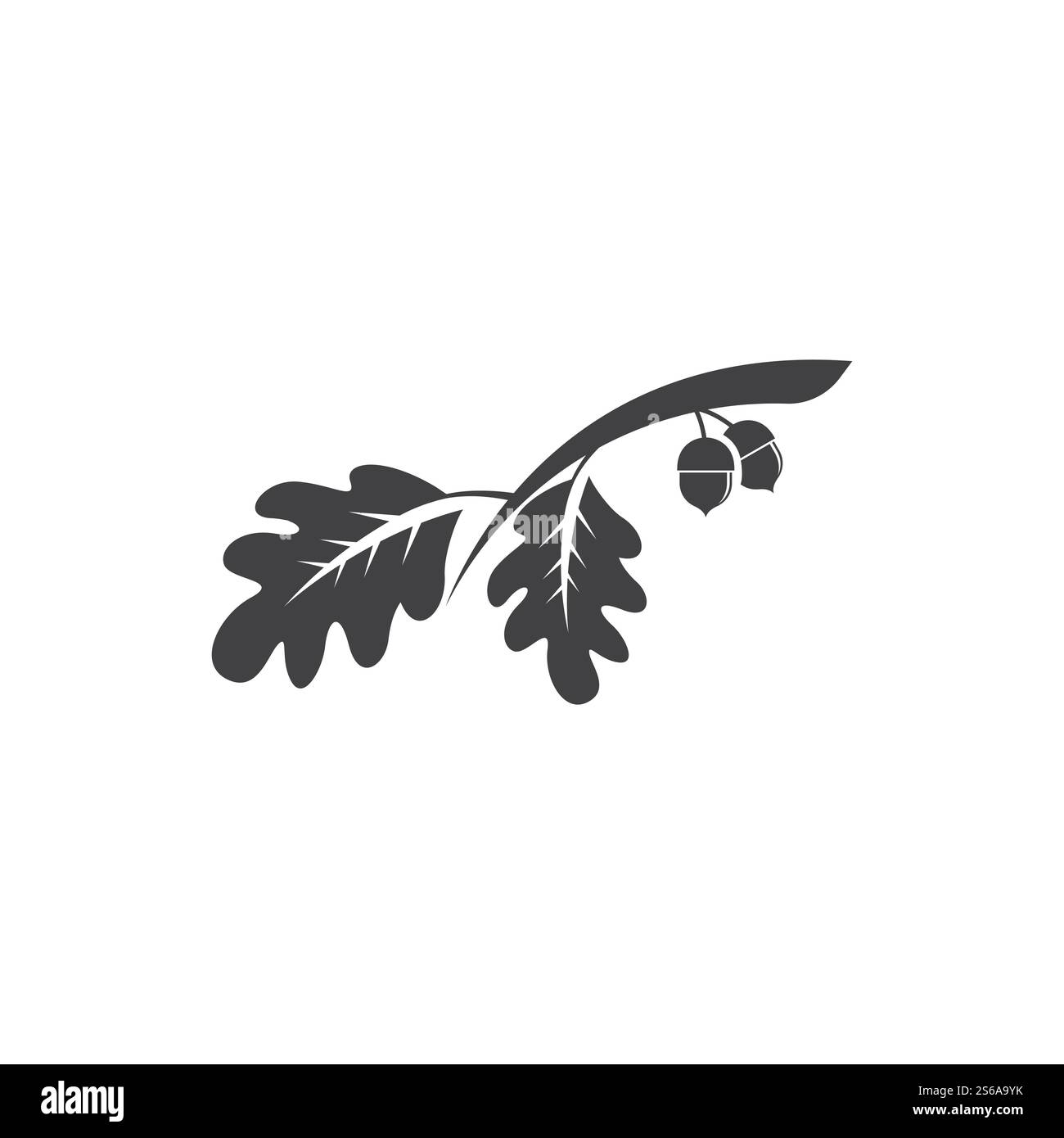 Acorn leaf vintage illustration Black and White Stock Photos & Images ...