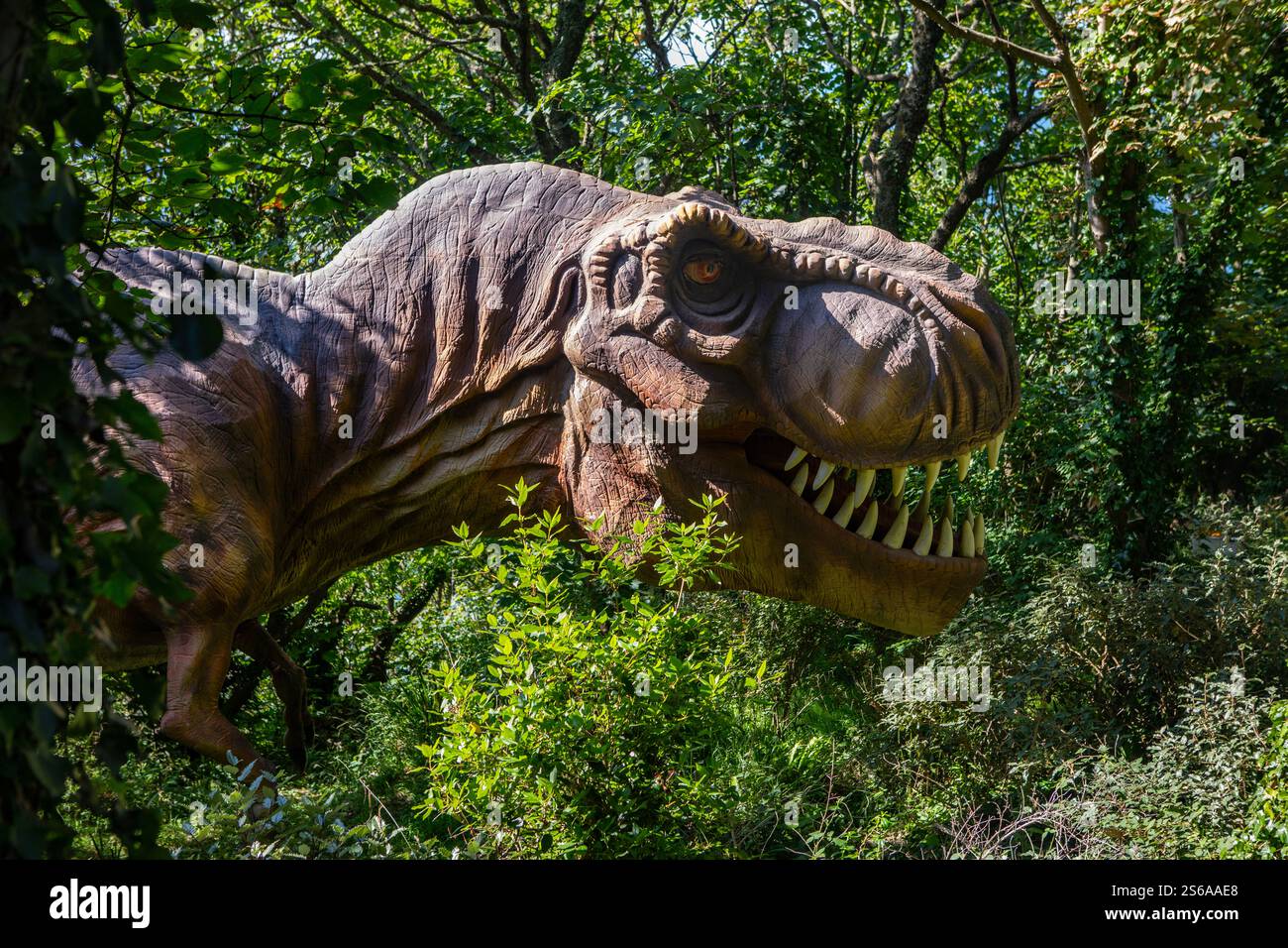 Isle of Wight, UK - August 2nd 2024: A T-Rex sculpture at the Blackgang ...