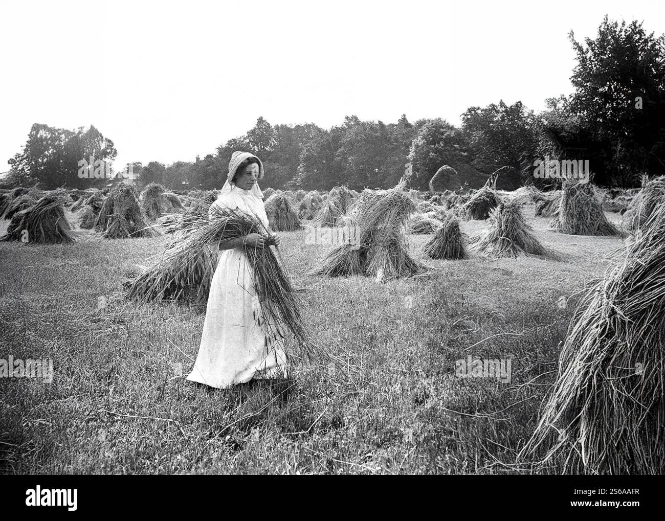 Edwardian period country farm girl making hay 1900s Stock Photo - Alamy