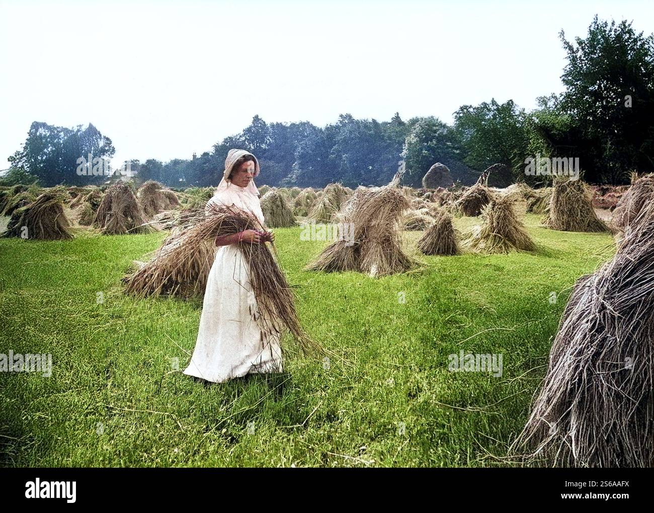 Edwardian period country farm girl making hay 1900s Stock Photo - Alamy