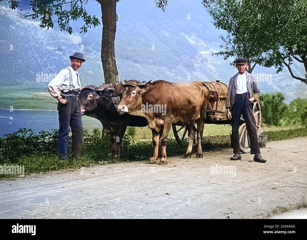 Young French farmers with oxen and cart carrying wine barrel in rural ...