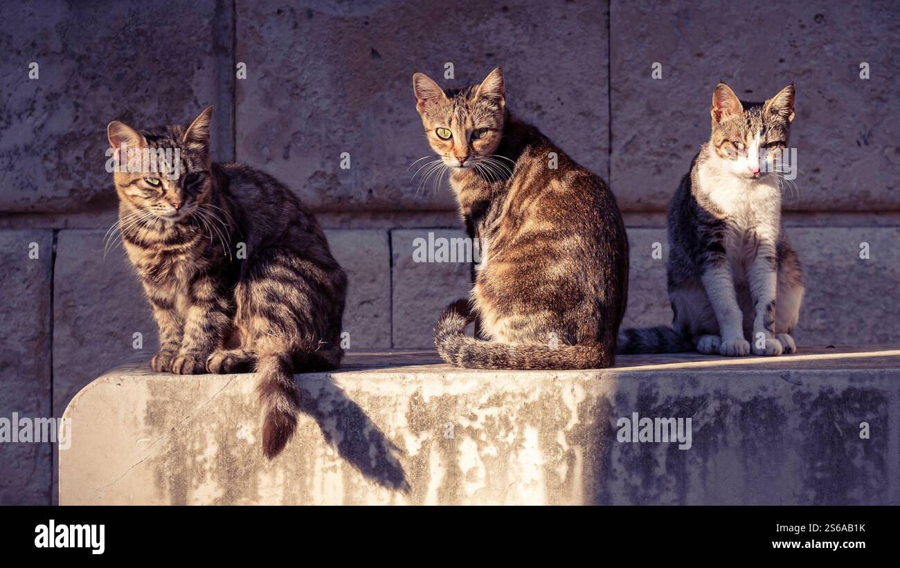 Three stray cats sitting on a stone bench, under a late afternoon sun ...