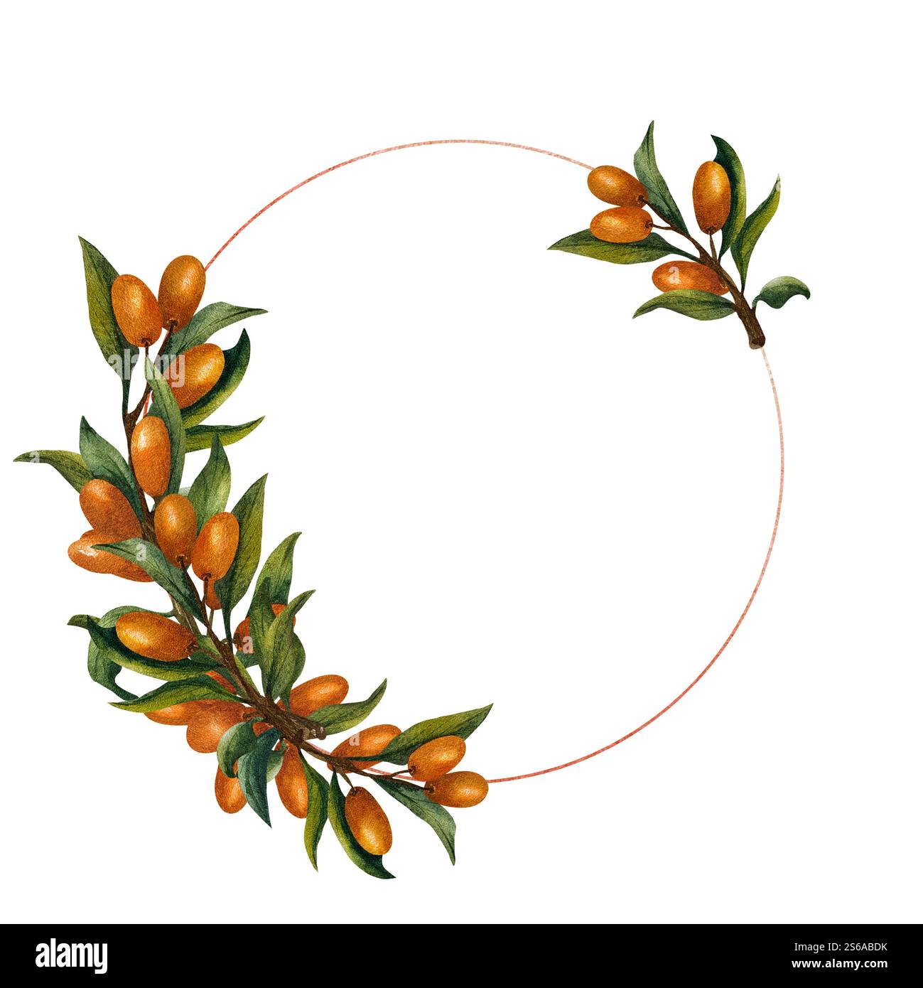 Sea buckthorn berries illustration Cut Out Stock Images & Pictures - Alamy
