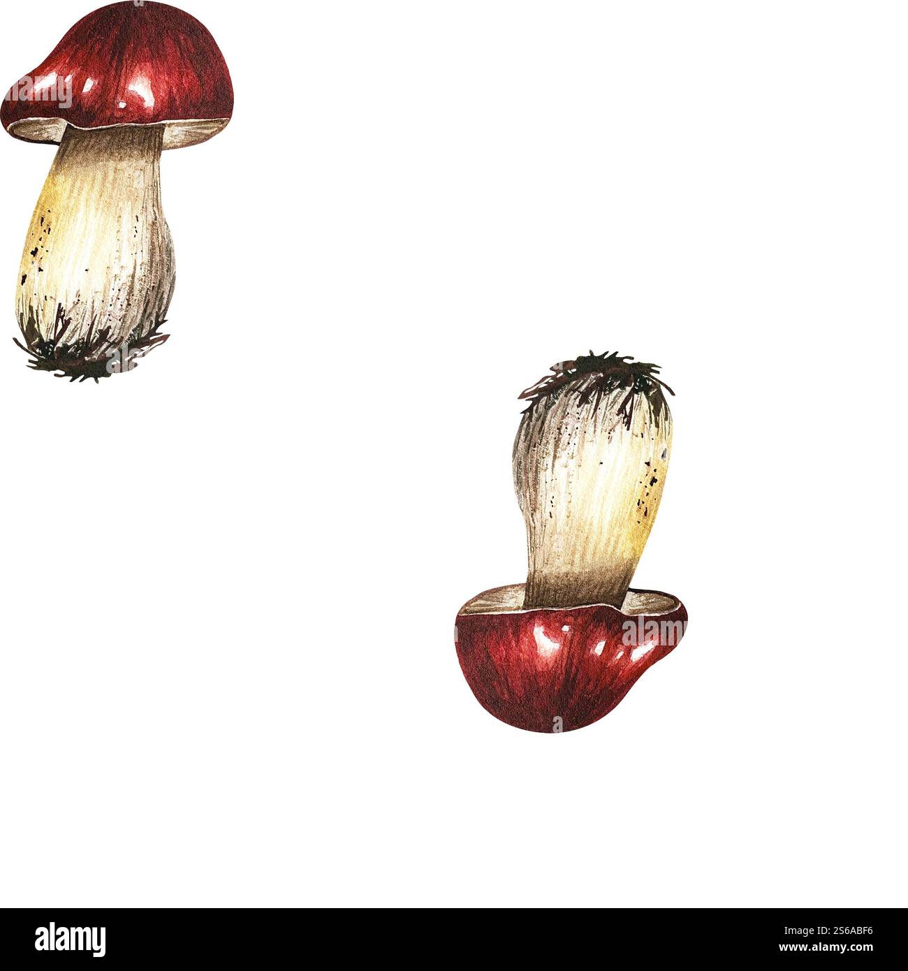 Hand drawn mushroom pattern Cut Out Stock Images & Pictures - Alamy