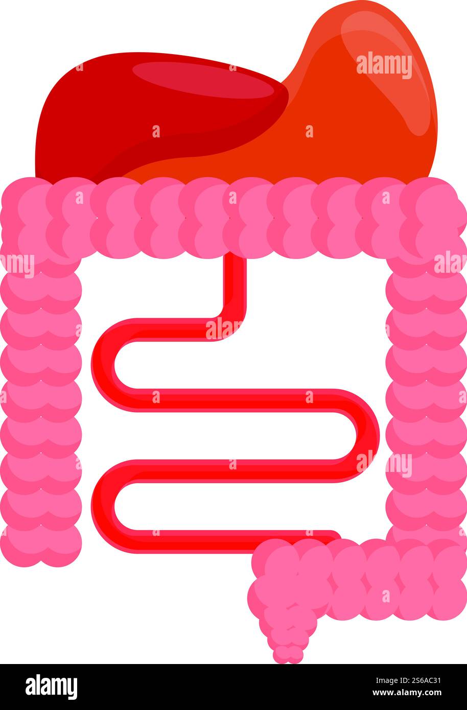 Digestion system icon. Cartoon of digestion system vector icon for web ...