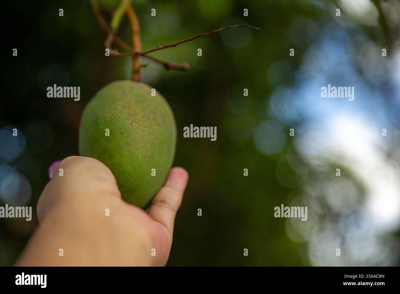 Harvesting mango in tree hi-res stock photography and images - Alamy