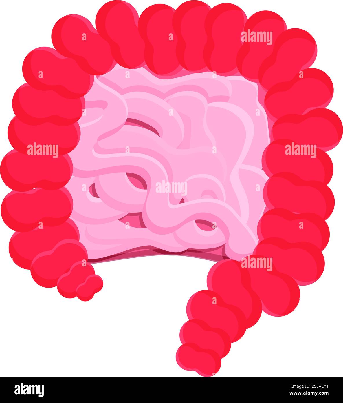 All human intestine icon. Cartoon of all human intestine vector icon ...