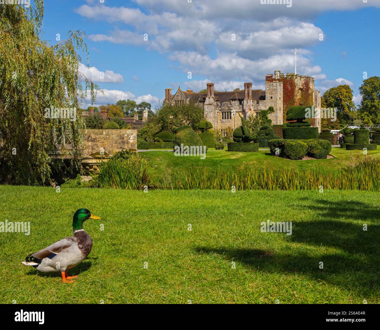Kent, UK - September 16th 2024: A duck with the stunning Hever Castle ...