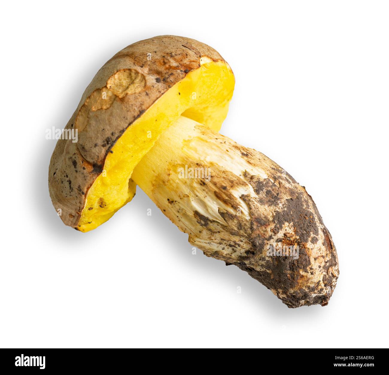 This mushroom has a yellow cap and a distinct white stem covered in ...