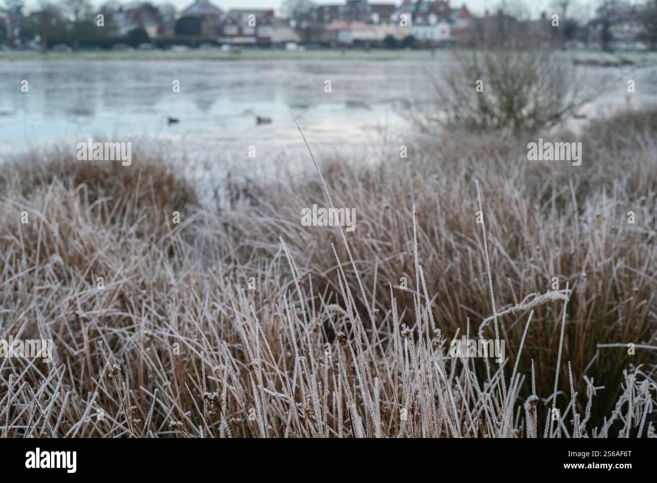 A frozen Rushmere Pond, during freezing temperatures on Wimbledon ...