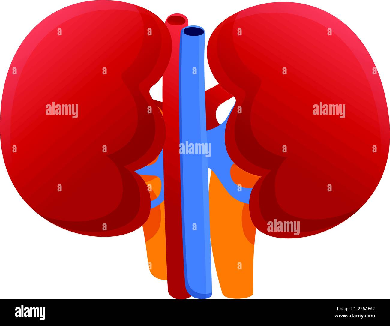 Anatomical kidney icon. Cartoon of anatomical kidney vector icon for web design isolated on ...
