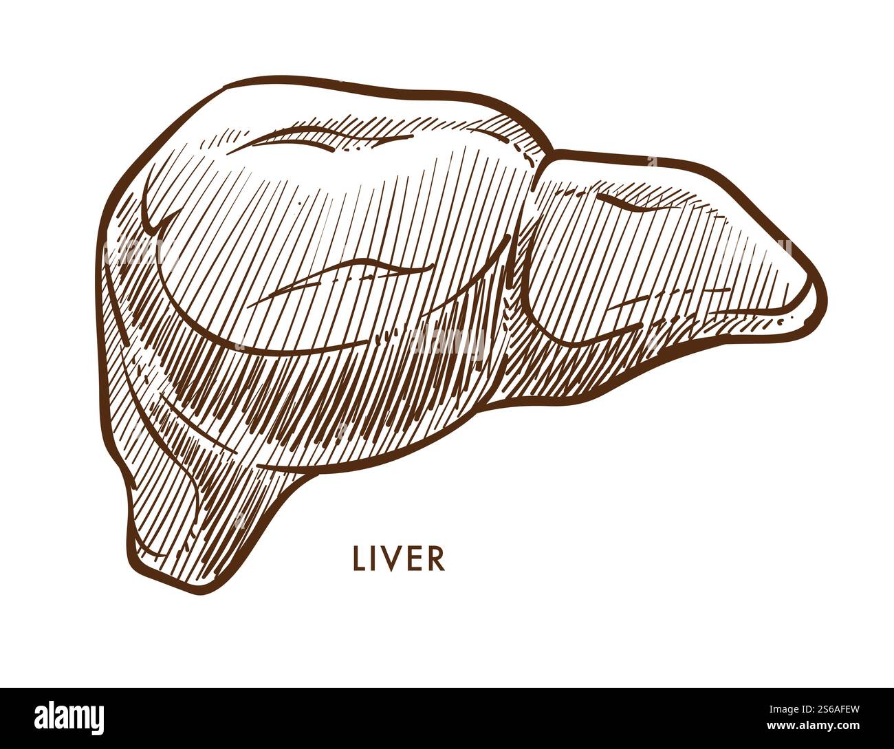 Internal organ isolated sketch liver disease cirrhosis and hepatitis ...