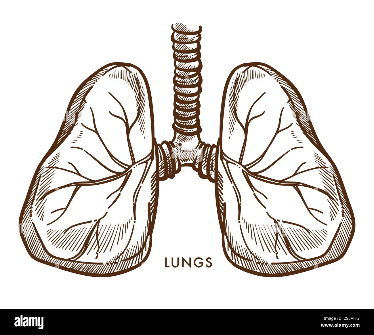 Respiratory system human lungs internal organ isolated sketch vector ...