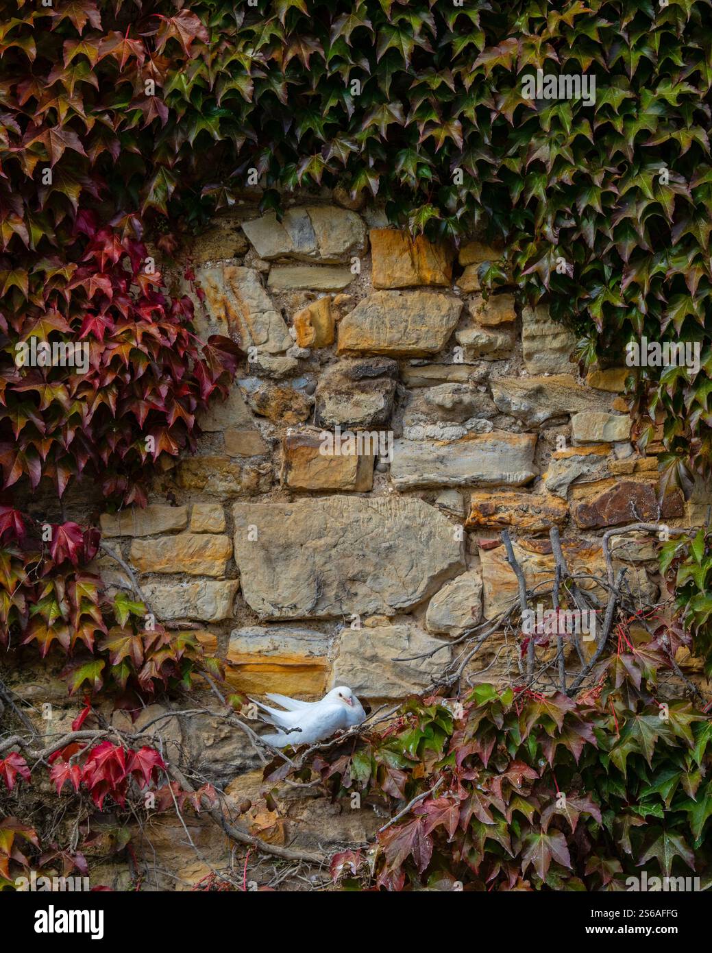 Kent, UK - September 16th 2024: A dove perched the exterior of the ...