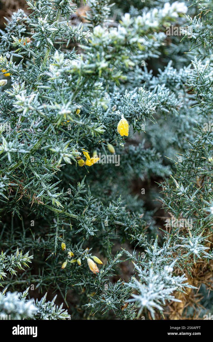 Brilliant yellow Gorse,common gorse, Ulex Europaeus , flower tinged ...