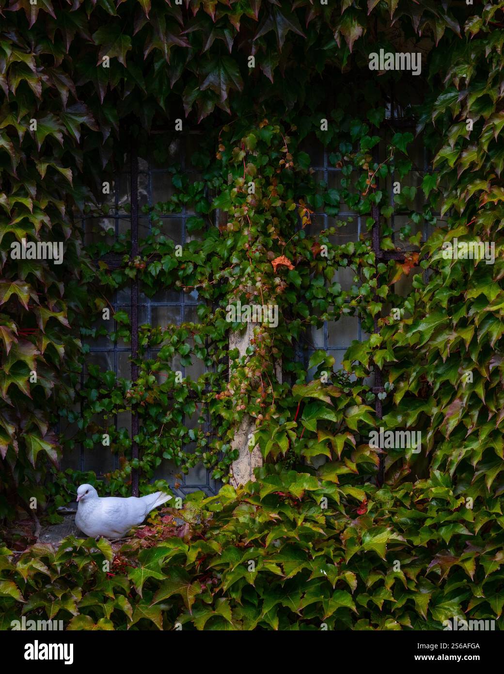 Kent, UK - September 16th 2024: A dove perched the exterior of the ...