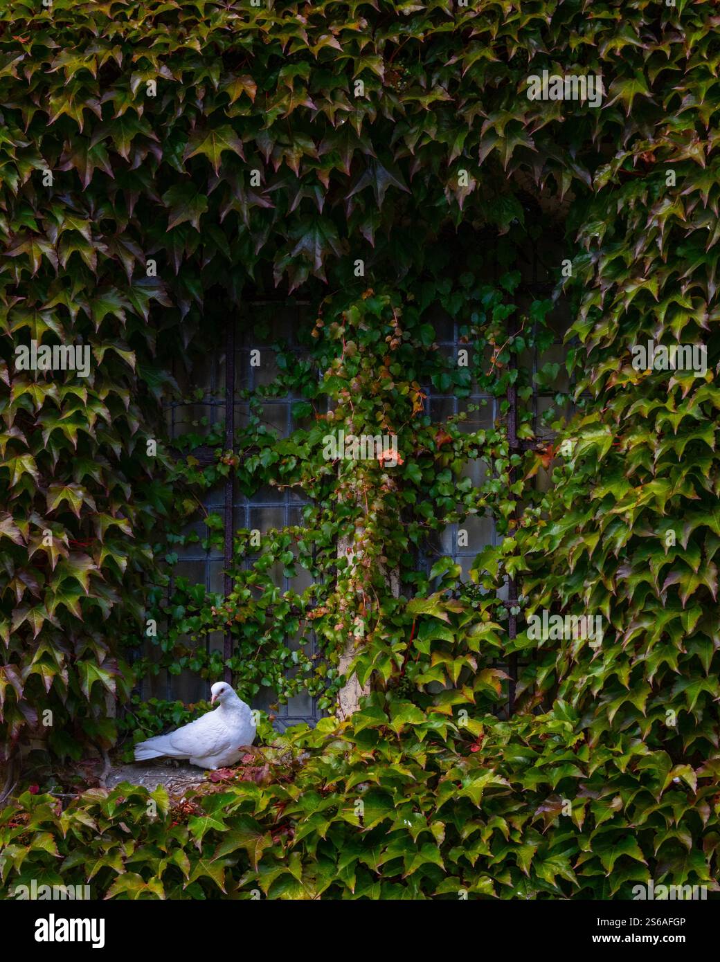 Kent, UK - September 16th 2024: A dove perched the exterior of the ...